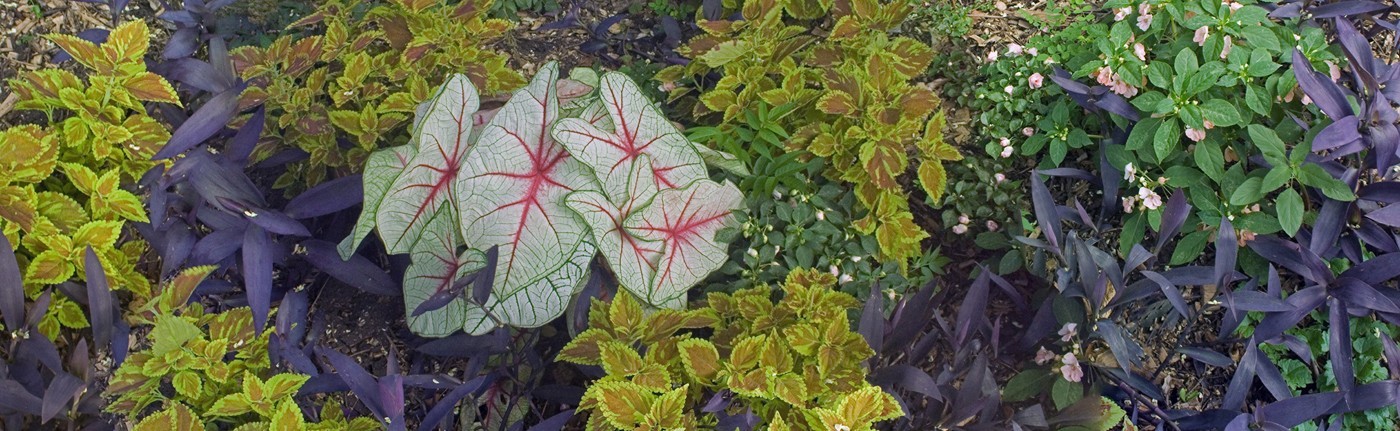 Areas of Expertise | Metro Hort Group